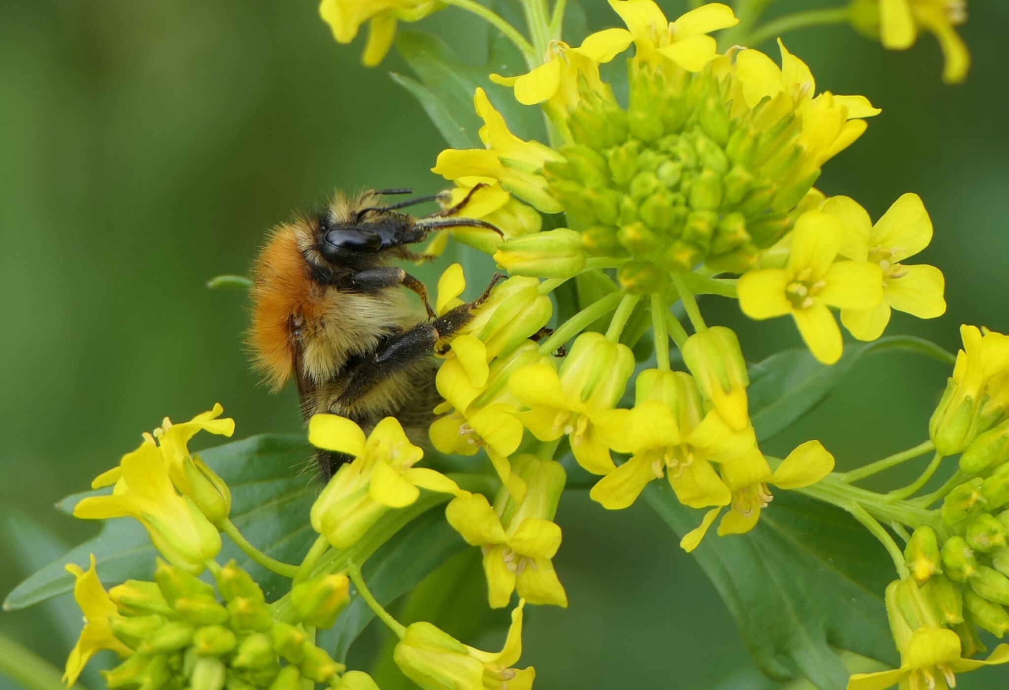 Bijenparadijs in Leiden Oost | GaGoed Leiden